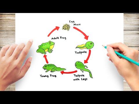 5 Stages Of Frog Life Cycle