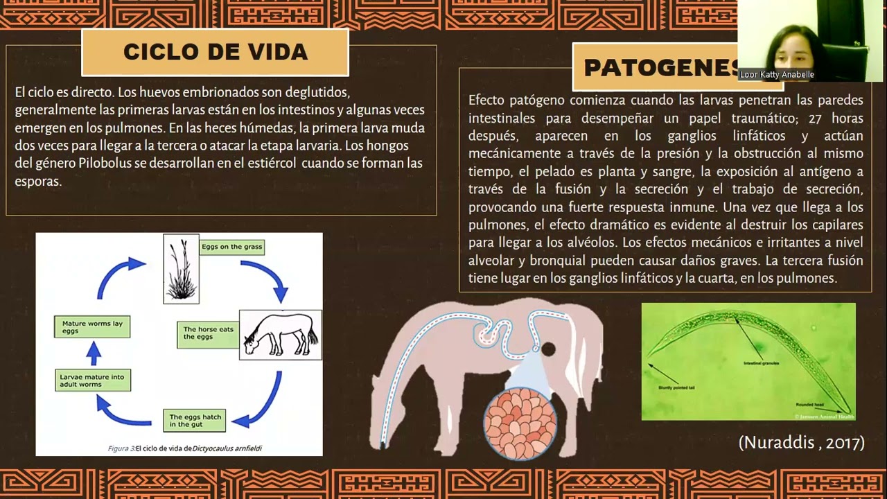 Taller parásitos internos - Dictyocaulus arnfeildi