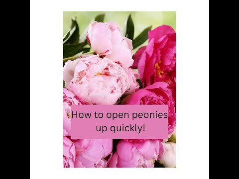Easy tips to make your peony blooms open up quickly!