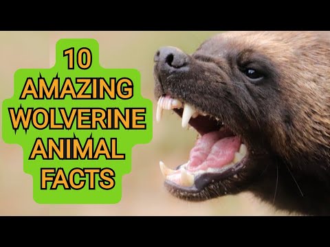 10 AMAZING WOLVERINE ANIMAL FACTS