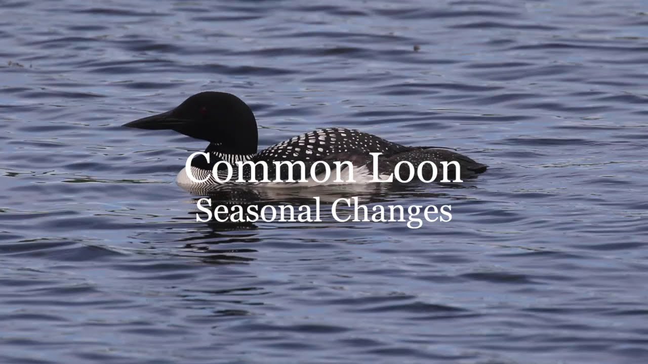 Common Loon: Seasonal Changes