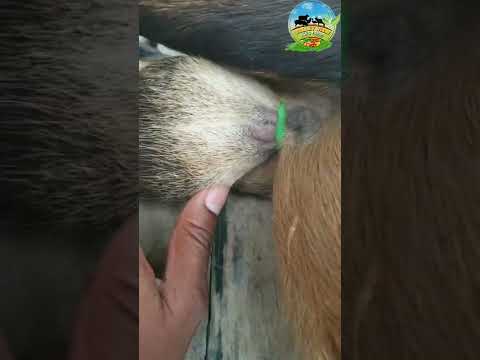 How to do Goat banding castration