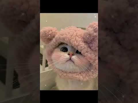 cute cat wallpapers 😍 #shorts #cute #wallpaper #whatsappstatus