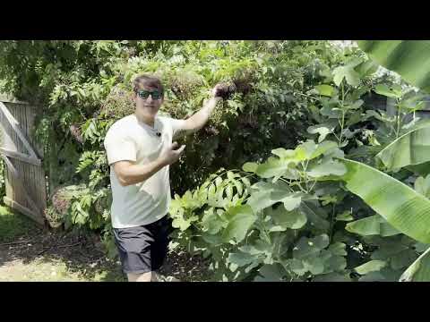 Cold Hardy Fruit Trees: The Truth They Don't Tell You!