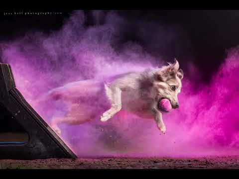 Image, sport mix, flyball cinemagraph