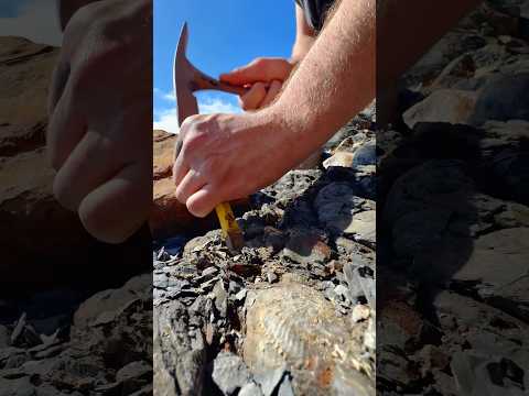 This shale landslide contained a Jurassic Cephalopod fossil! It was hidden deep within the sediment