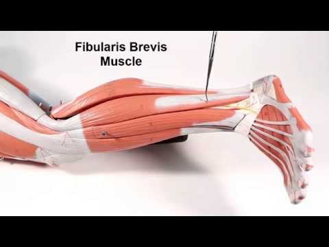 Lower Leg Review – Saint James School of Medicine, MD1, Anatomy