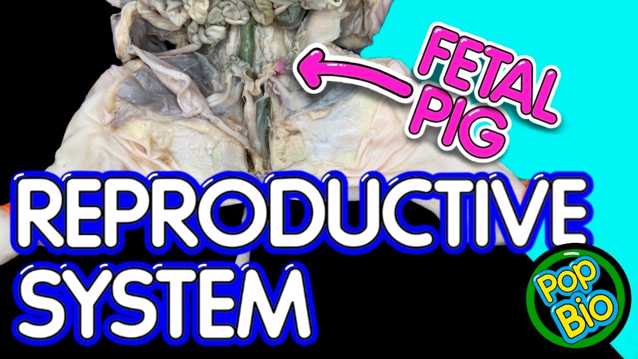 Fetal Pig Dissection Part 4: Reproductive System Anatomy