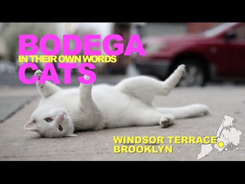 Bodega Cats In Their Own Words: Snowball of Windsor Terrace, Brooklyn