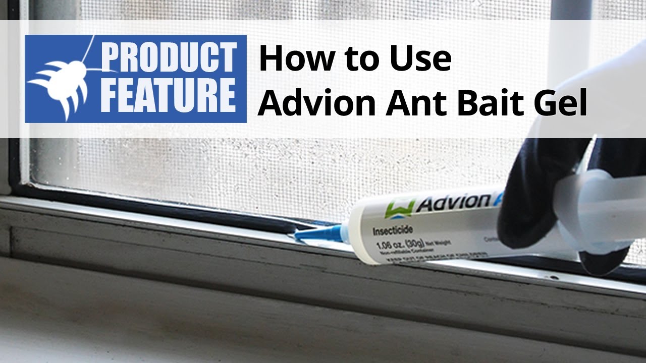 How to Use Advion Ant Bait Gel | DoMyOwn.com