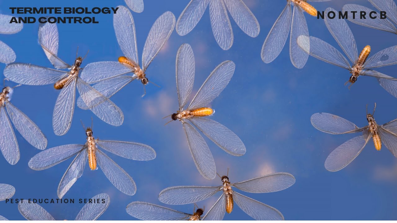 Termite Biology and Control