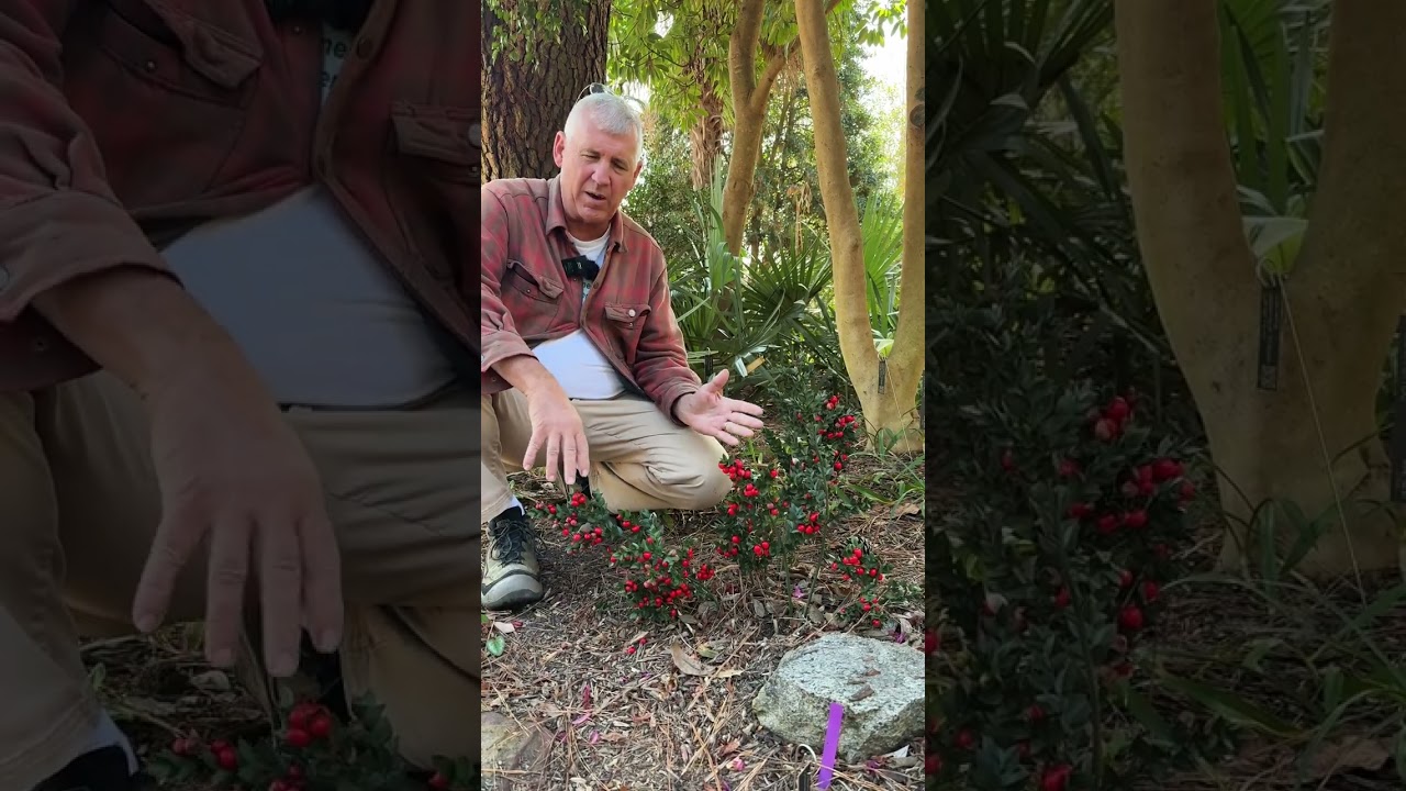 Ruscus aculeatus 'Elizabeth Lawrence' - if Christmas was a shrub #gardening #plants