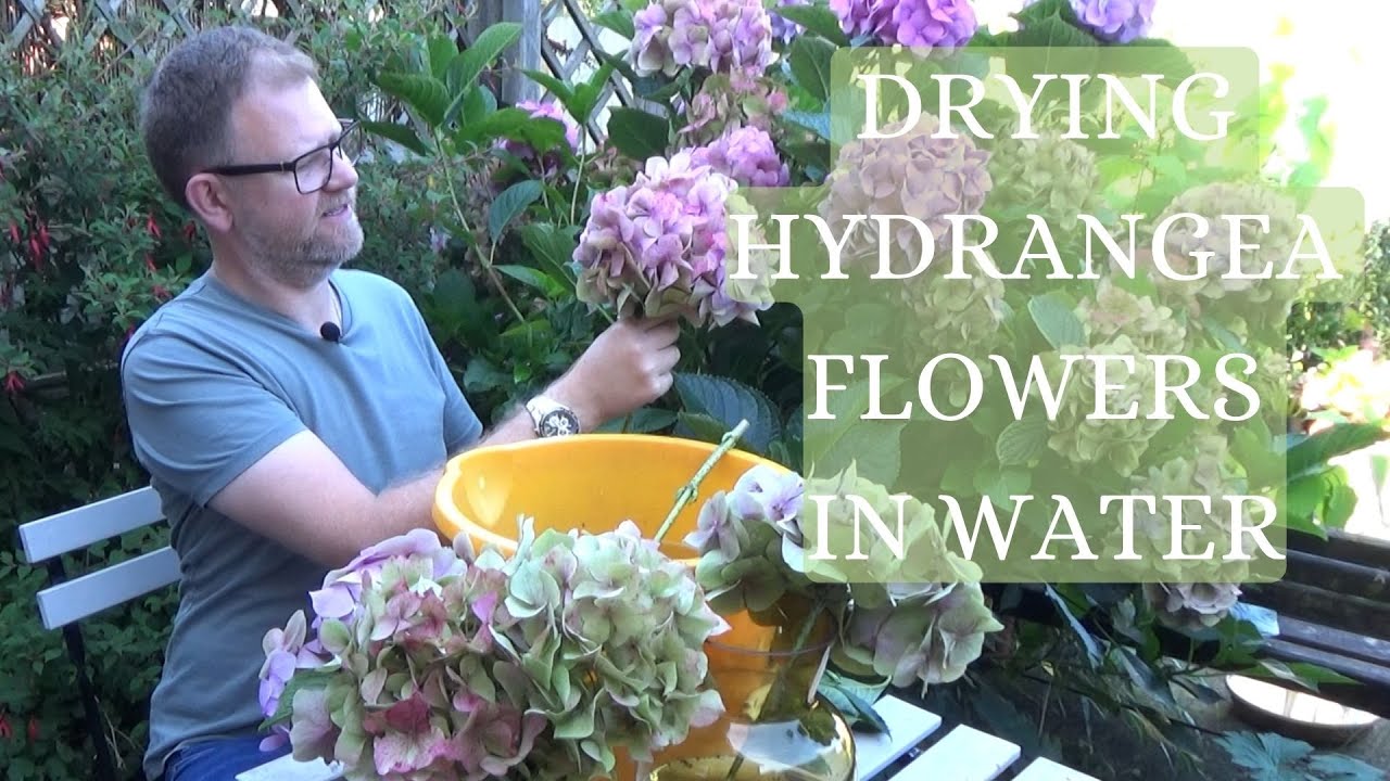 How to Dry Hydrangea Flowers in Water | Drying Hydrangeas | Dried Flower Tips