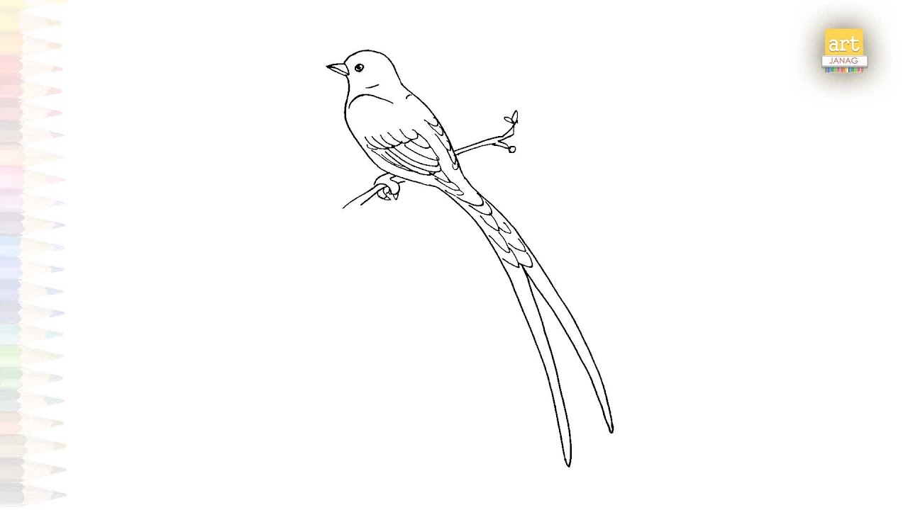 Scissor tailed flycatcher drawing easy | Birds sketches | How to draw Scissor tailed flycatcher