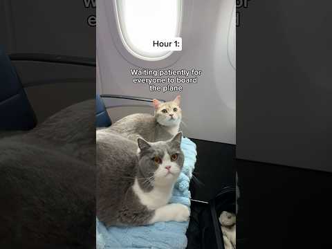 They were such good boys on their flight from Chicago to San Francisco ✈️ #cats #viral #travel