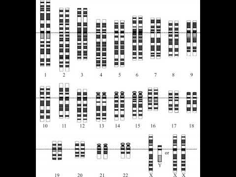Molecular anthropology | Wikipedia audio article
