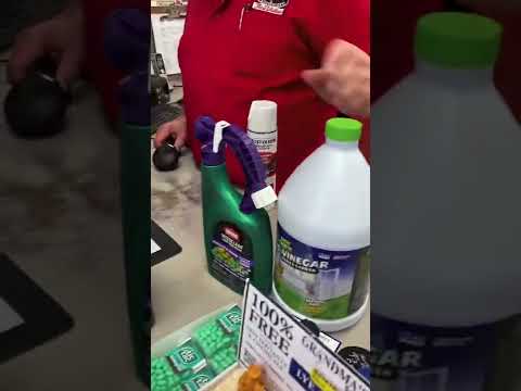 We’re testing the top 4 weed killers so you don’t have to!