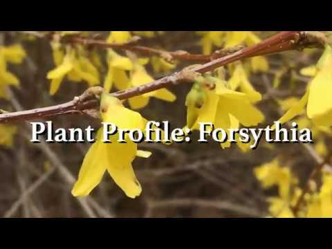 Plant Profile: Forsythia