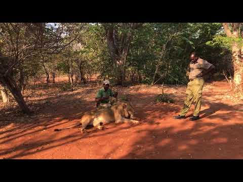 Mukuni Big 5 Guide Gives Lion Interaction Instructions