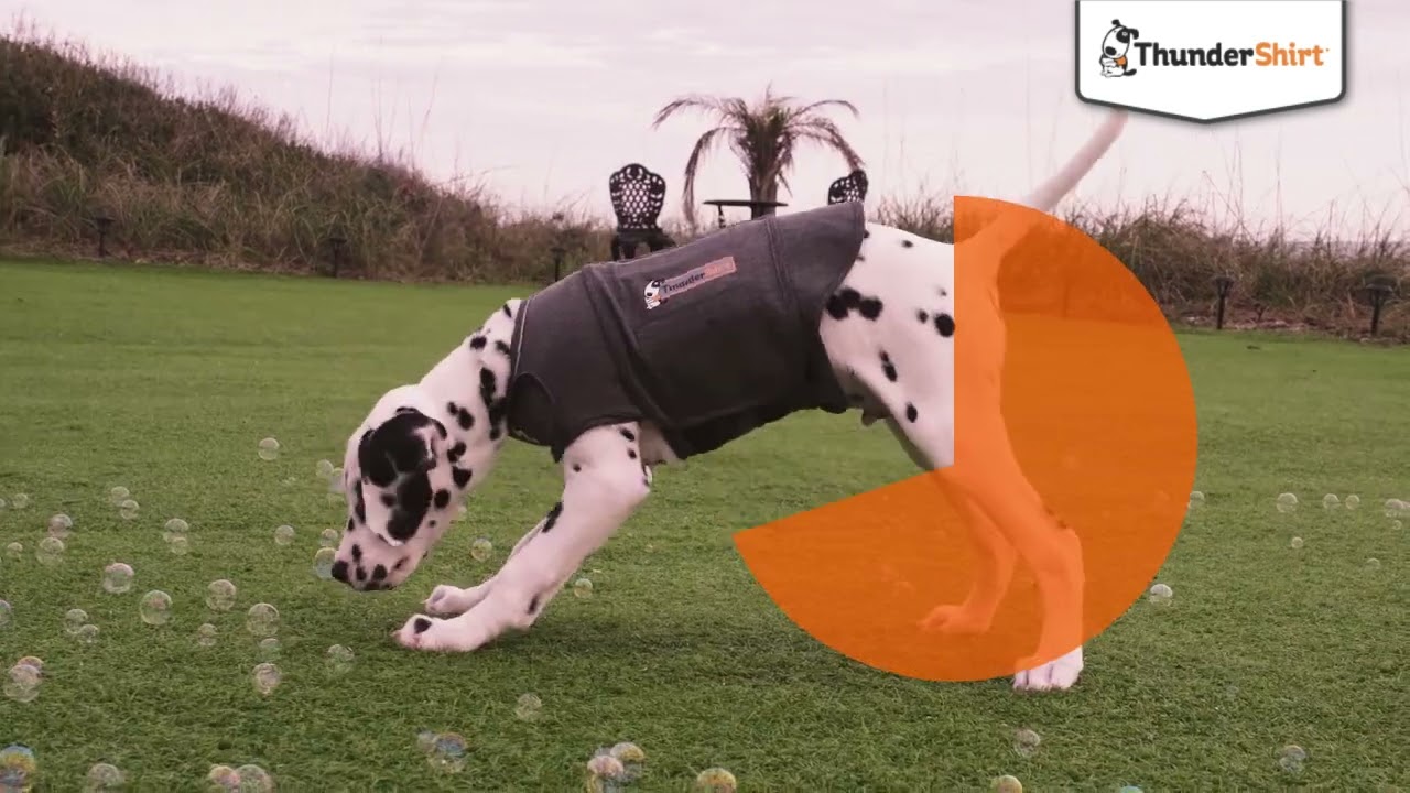 ¿Cómo utilizar el chaleco relajante ThunderShirt?