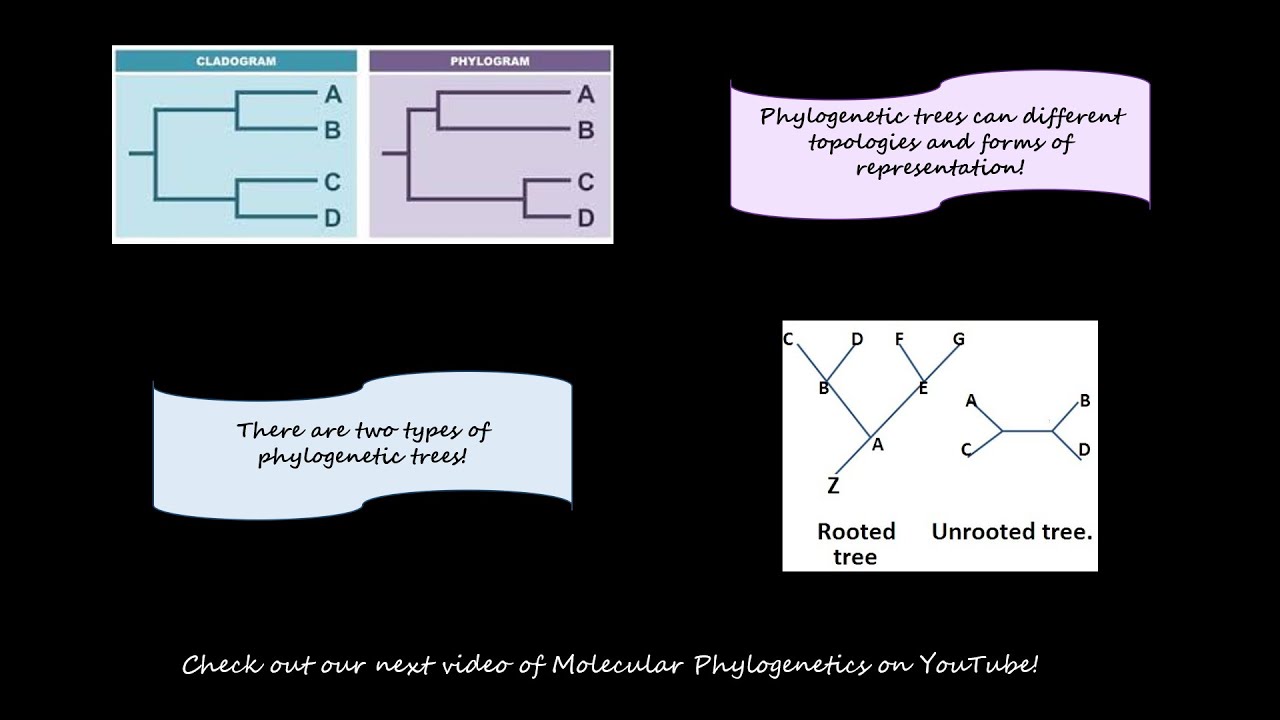 MolPhylo 3 Tree Topology and Types of Phylogenetic Trees