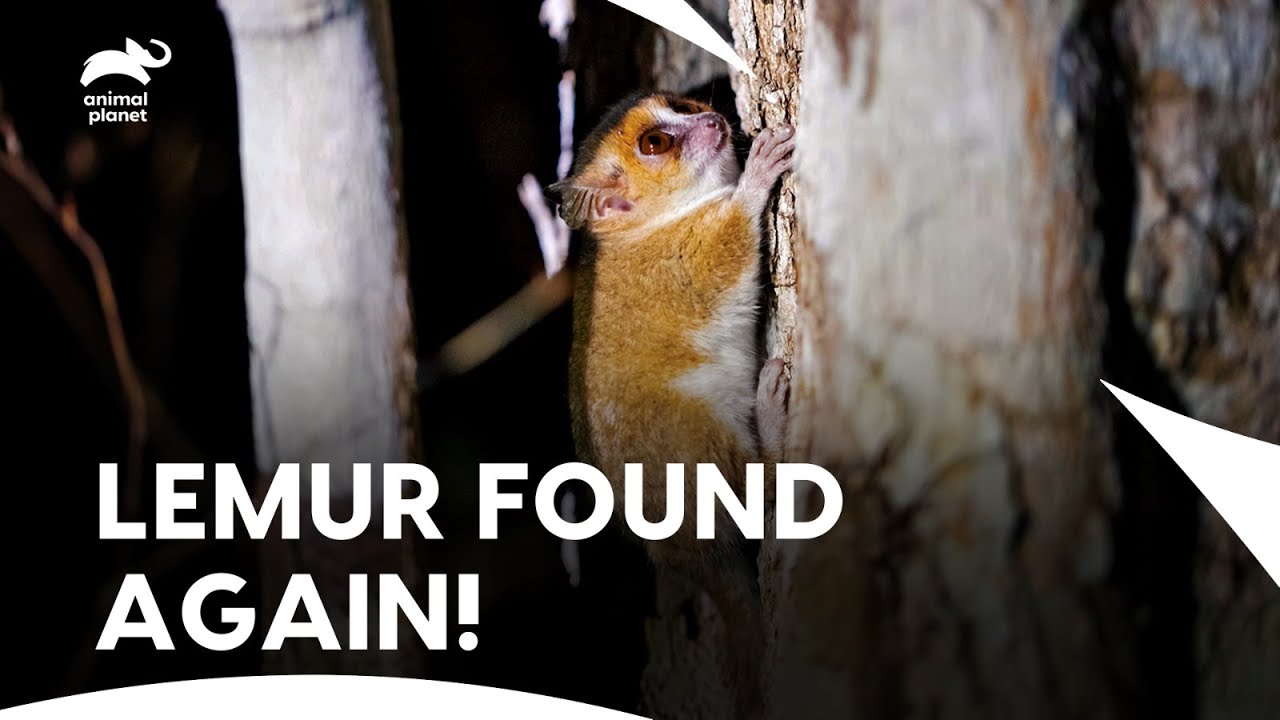 Goodman's Mouse Lemur: Mind-Blowing Agility & Instincts | Little Giants s1 ep 13 | Animal Planet