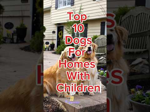 Top 10 Dogs For Home with Children Funn #dogs  #shorts