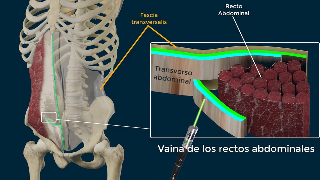 Rectus Abdominis Muscle