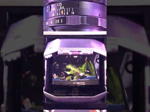 Wooow Camera | Viewfinder in top | Technology | Invention | DSLR Mirrorless