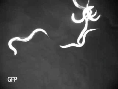 Caenorhabditis elegans with GFP and mCherry