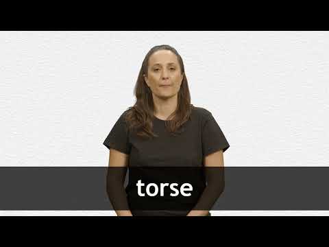 English Translation of “TORSE” | Collins French-English Dictionary