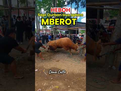 Heboh..⁉️ sapi qurban Gus Iqdam MBEROT #videoshort