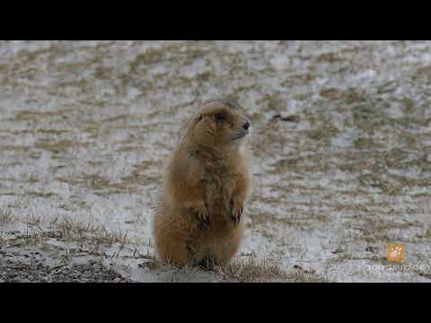 Les chiens de prairie au printemps