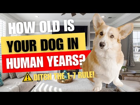 Dog Age in Human Years! Ditch that x7 myth! No Math Major Required!