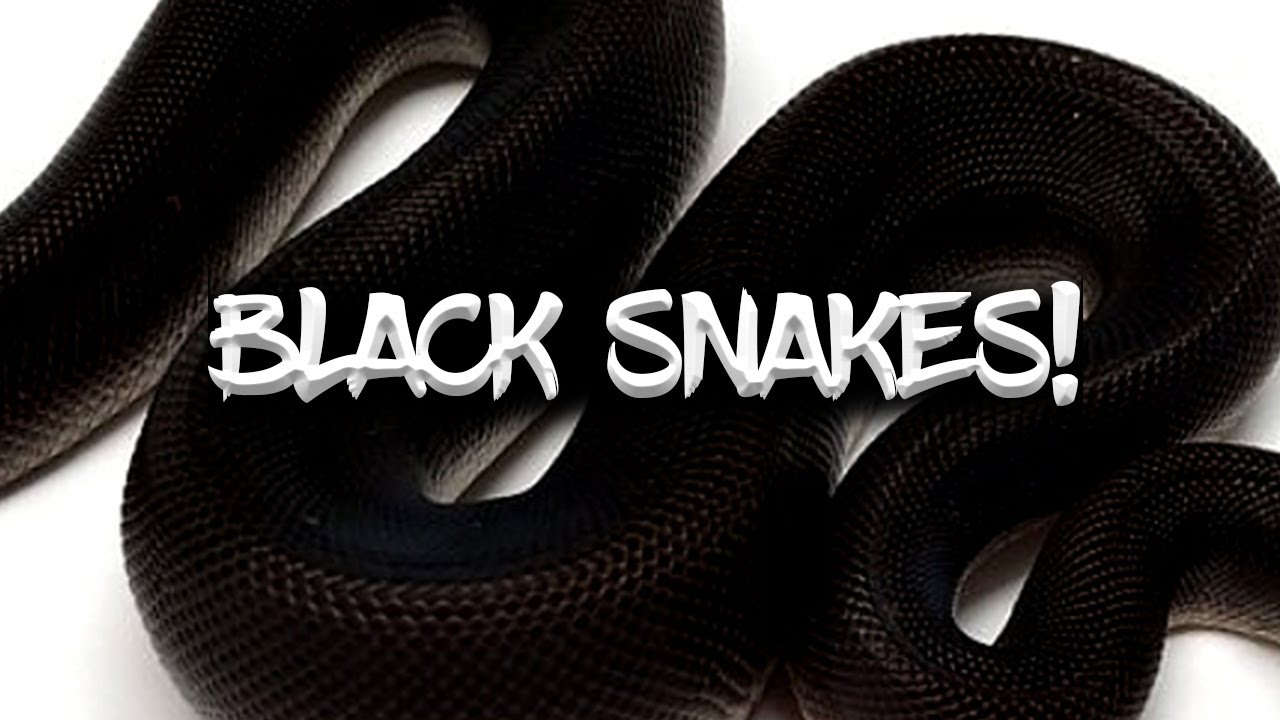 How to Make a Black Ball Python!