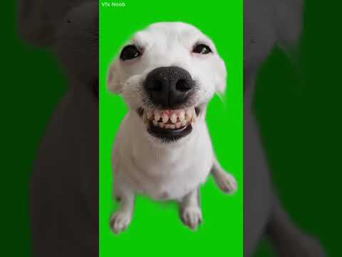 Dog Laughing hihihi Meme Green Screen || Vfx Noob