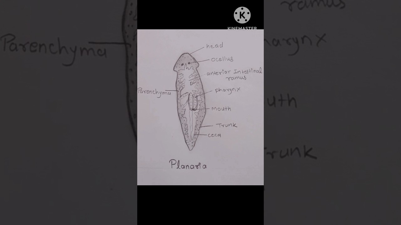 how to draw planaria।।planaria diagram।।#planaria #art #easy #drawing #cute #easydrawing #pencil