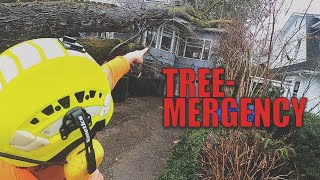 3 Best Tree Services in Seattle, WA - Expert Recommendations