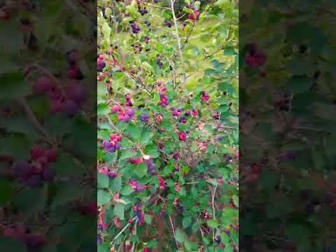 Yummy Saskatoon Berry