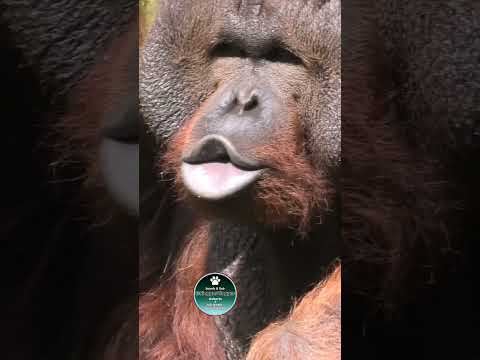Listen to the Amazing Orangutan Vocalizations Kiss Squeaks, Long Call And Grumbles