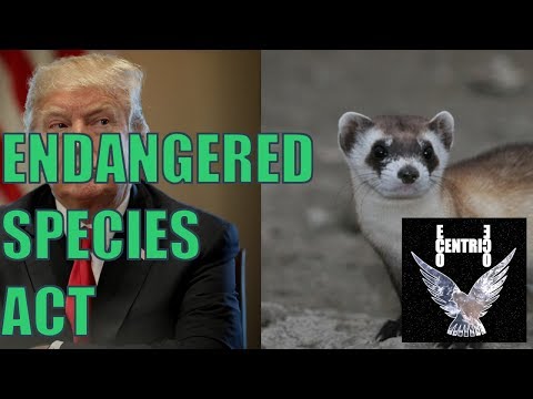 The Endangered Species Act Explained In Under 5 Minutes