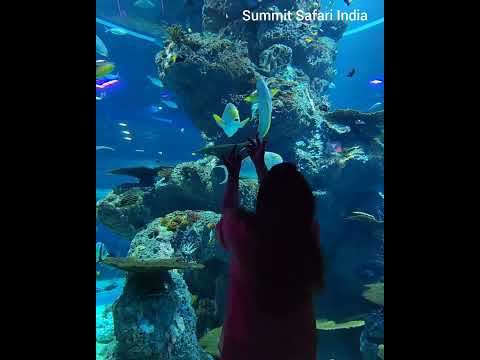 Sea Aquarium Singapore Under Water Tour