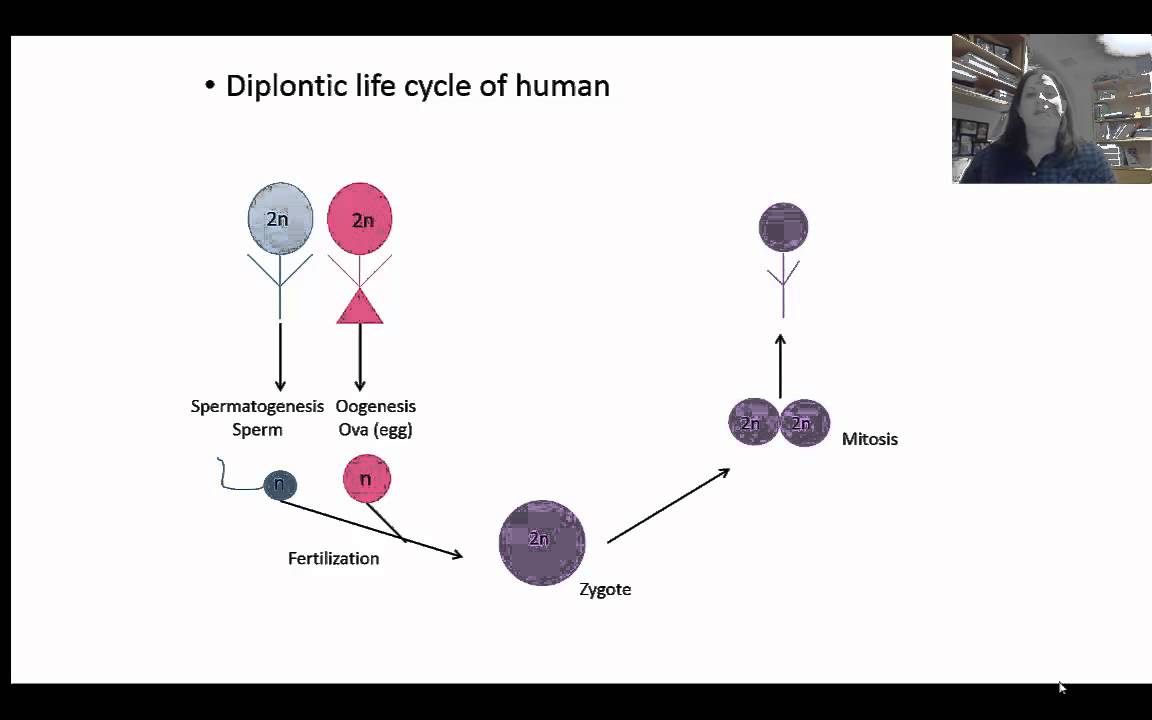 Exam 4 Review Majors