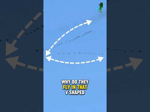 Why do birds fly in the V formation