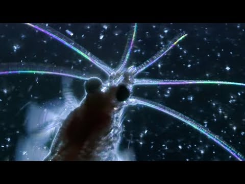 How Does Plankton Move? | Richard Hammond's Invisible Worlds | Earth Science