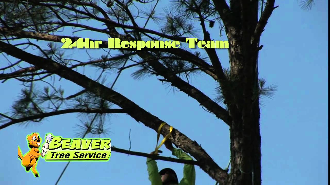 Beaver Tree Service