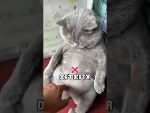 Fat Cat Facts You Canβt Unsee π±π