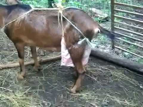 Humble Garden: Goat Bags