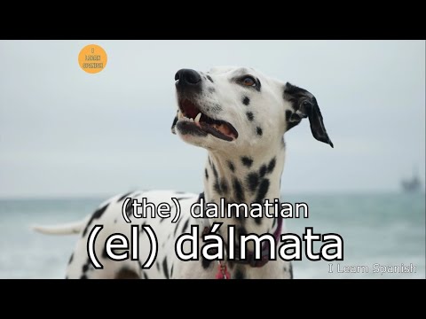 Spanish Vocabulary | Dog Breeds | I Learn Spanish