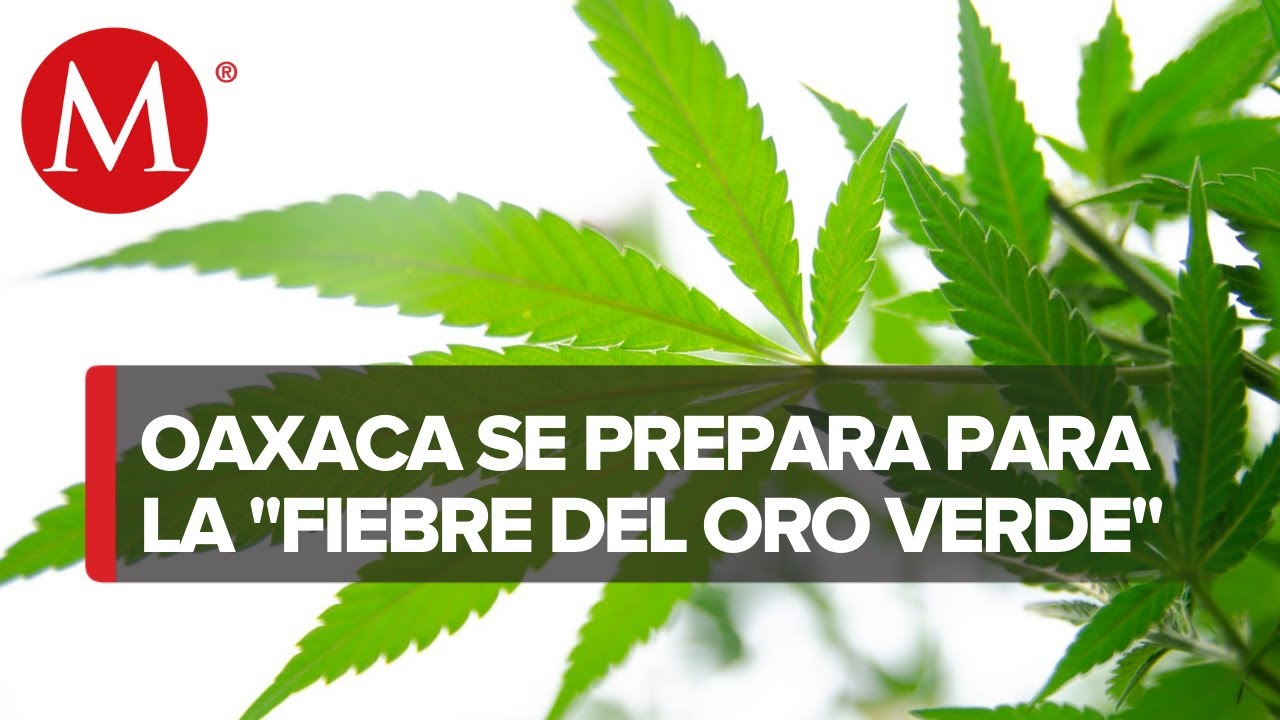 Futuro negocio de mariguana detona 'fiebre del oro verde' en Oaxaca